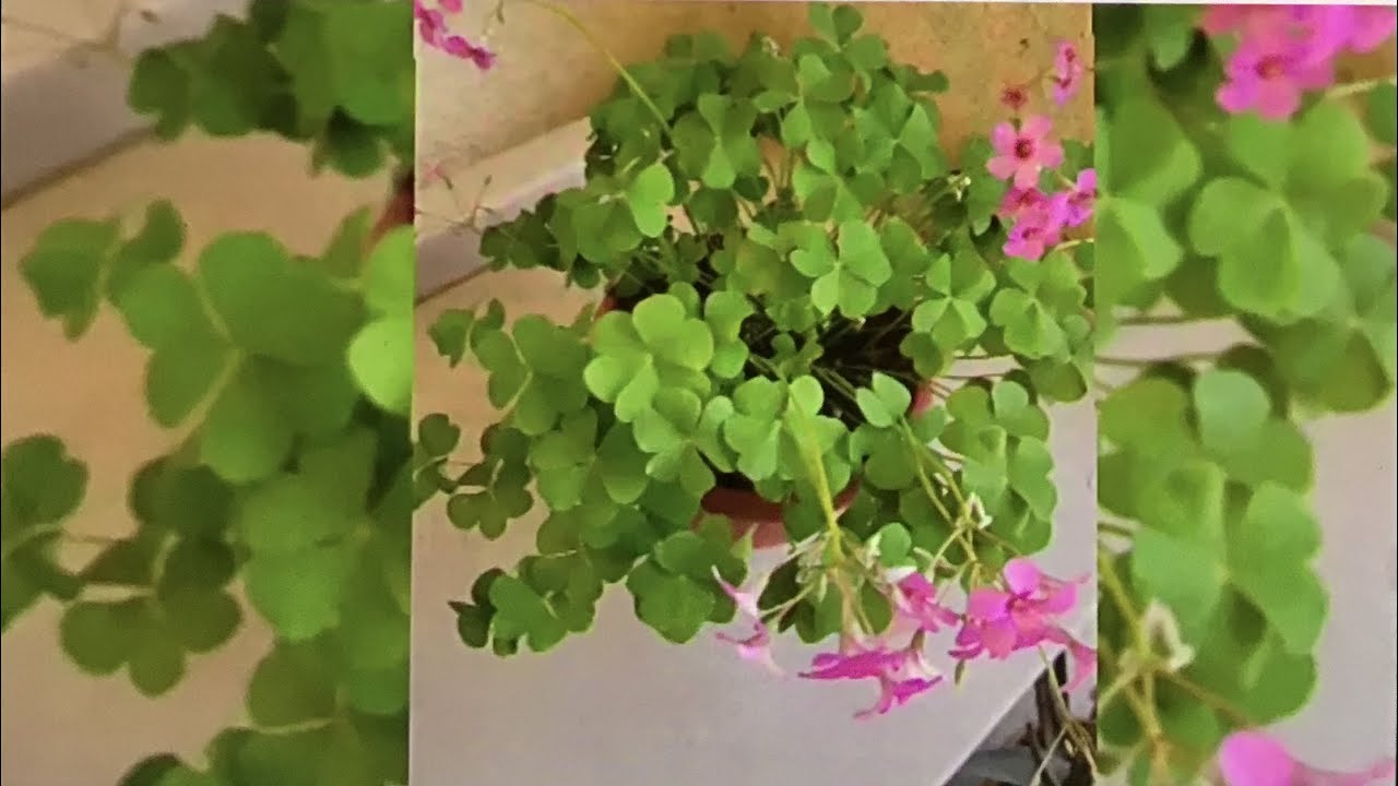 My Pretty Shamrock Plant ☘️ - YouTube