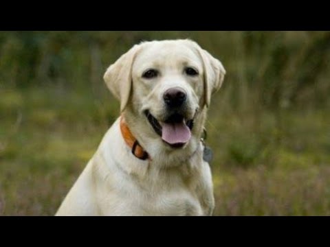 Lebrador puppy ||Lebradog | dogs | GoldenRetriever | doglover | cute ...