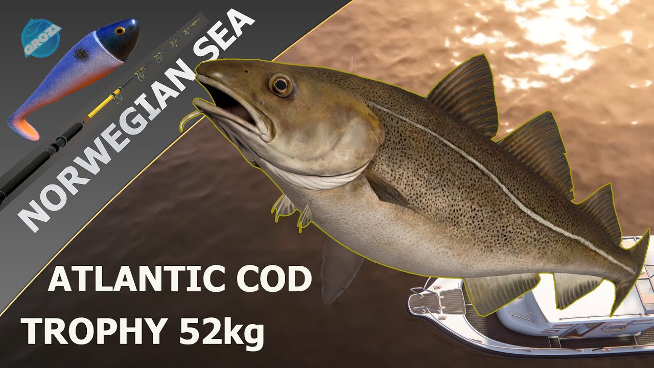 Fishing on the Norwegian Sea. Atlantic Cod Trophy52kg. RF4 - YouTube