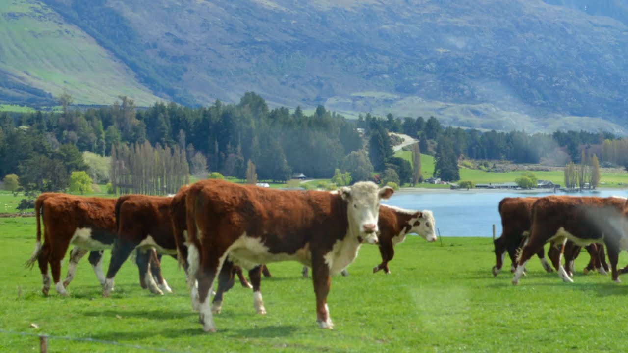 Mt Nicholas high country Farm, Queenstown, NZ - YouTube