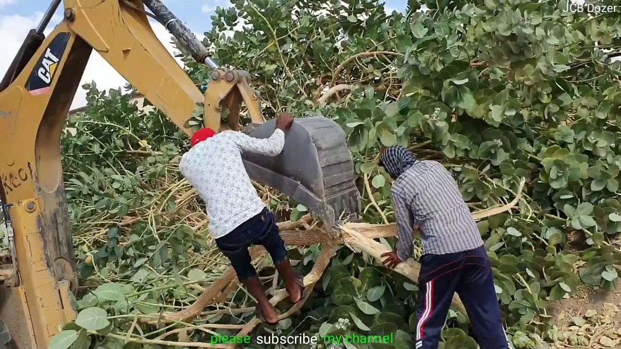Jcb backhoe tree is cutting - Jcb backhoe Amazing Working In A Saudi ...