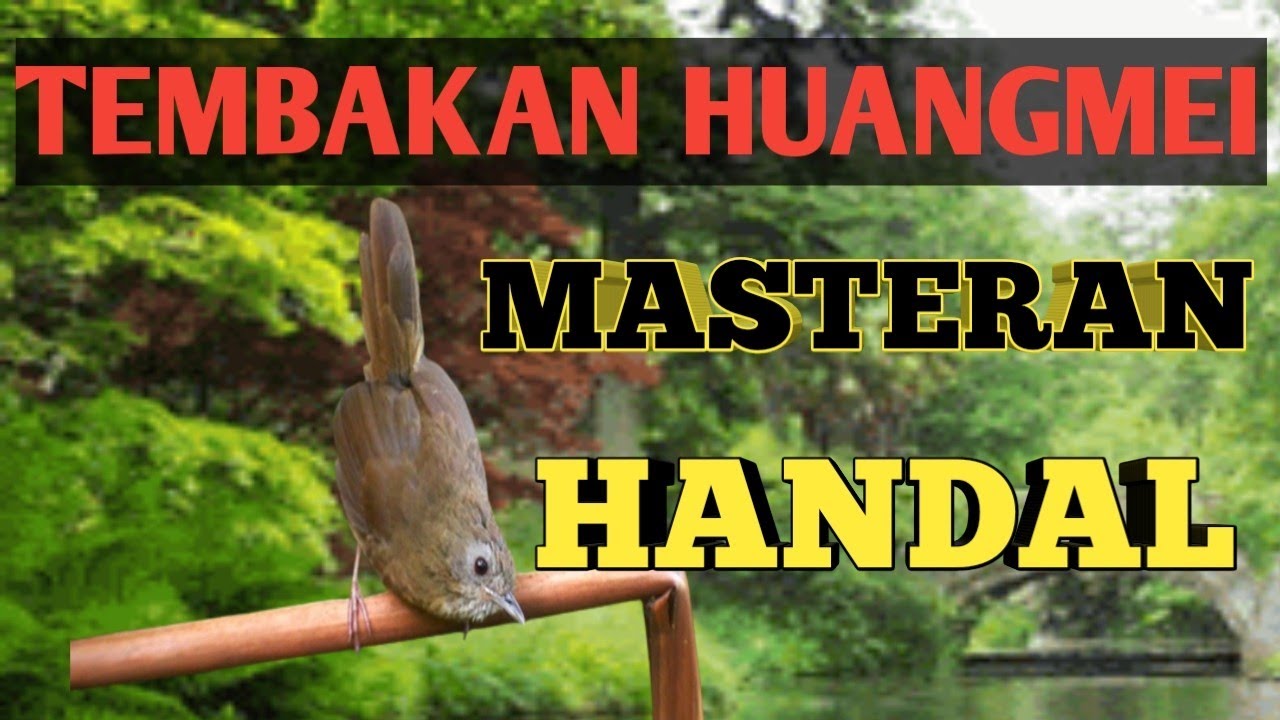 tembakan wambi mini / Huangmei super gacor - YouTube