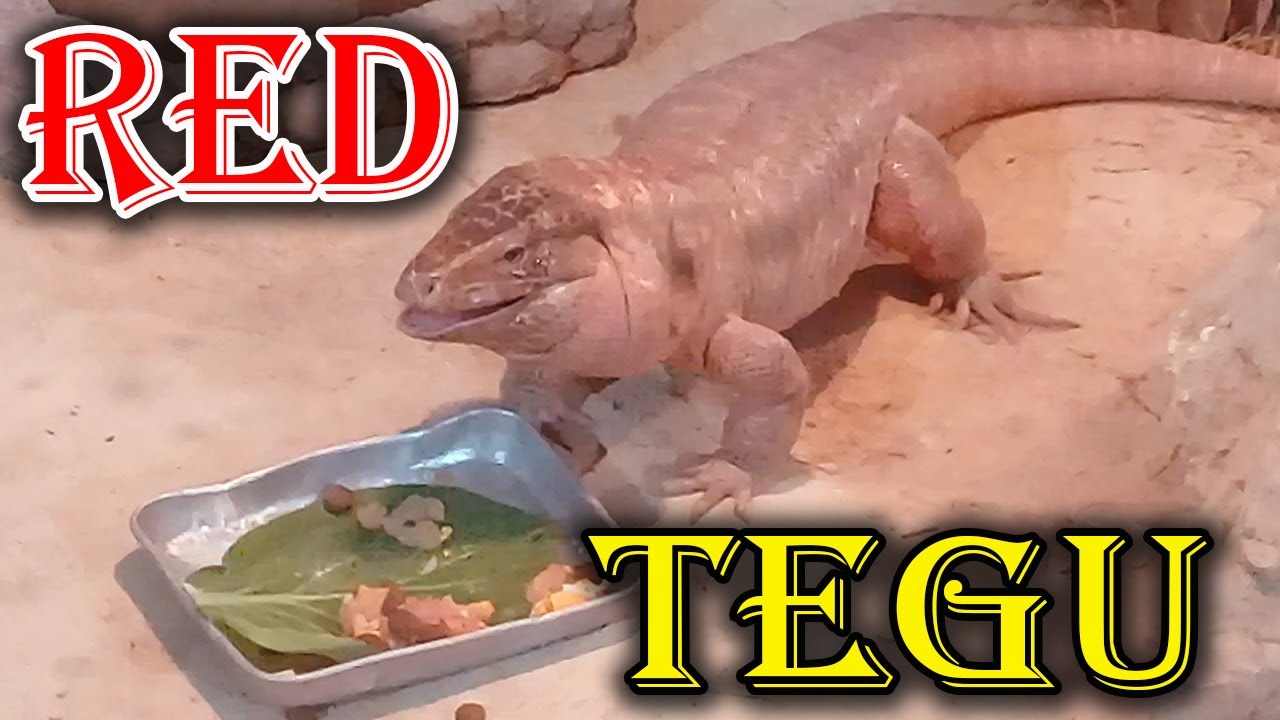 Red Tegu Cage and Red Tegu Care | Red Tegu Food | Tegu Size | Red Tegu ...