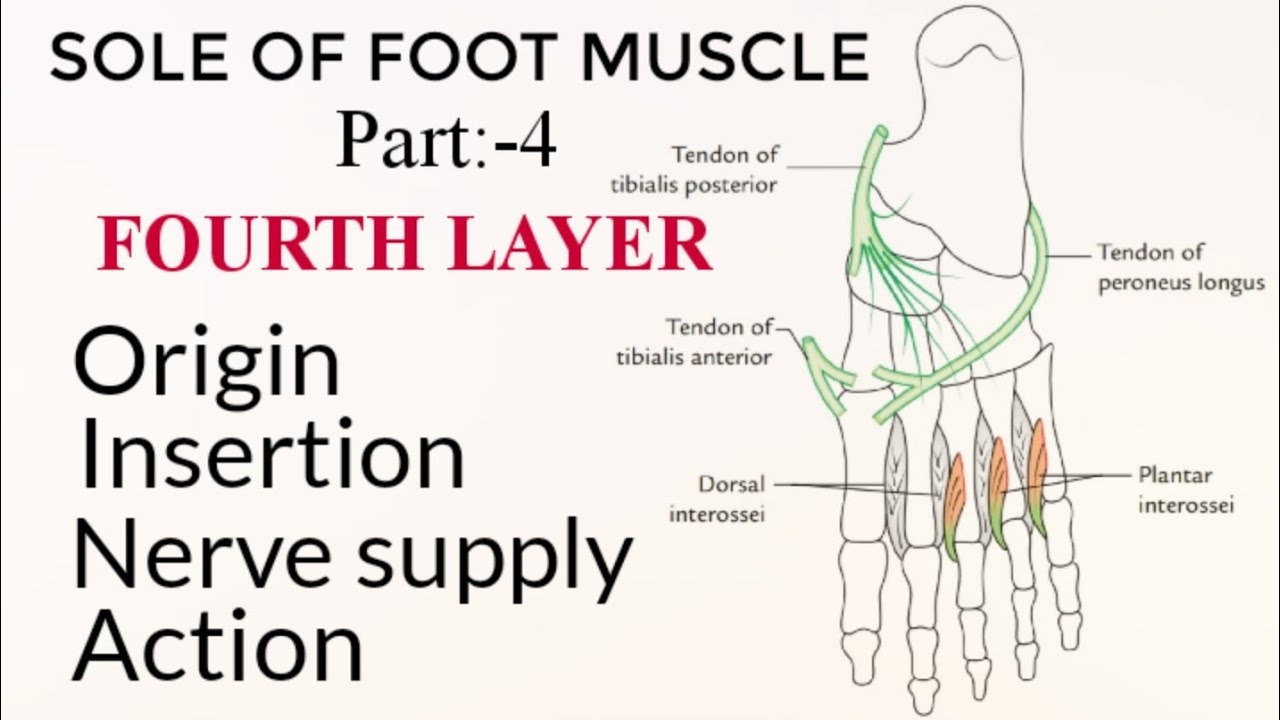 SOLE OF FOOT MUSCLE - FOURTH LAYER - YouTube