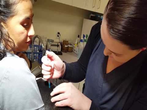 Intramuscular Injection- Canine - YouTube