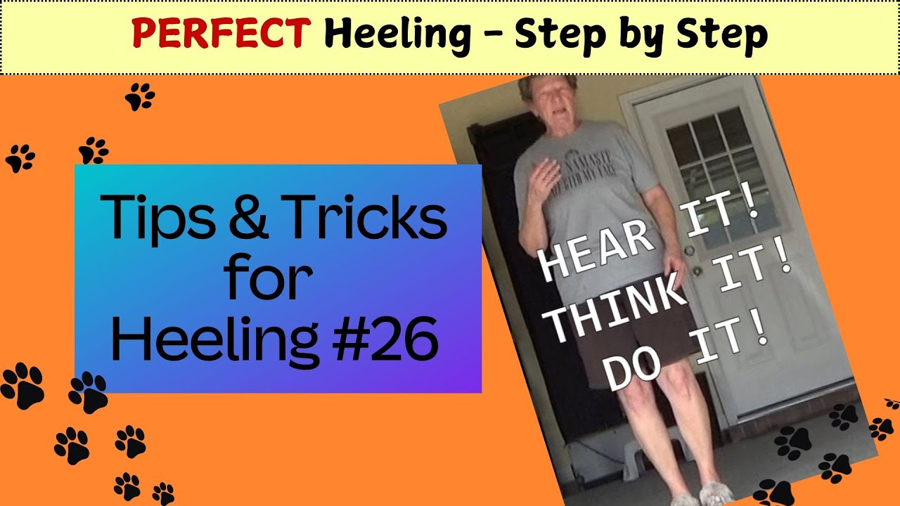 26 Heeling Handling! - PERFECT Heeling! - Step by Step HOW TO TEACH ...