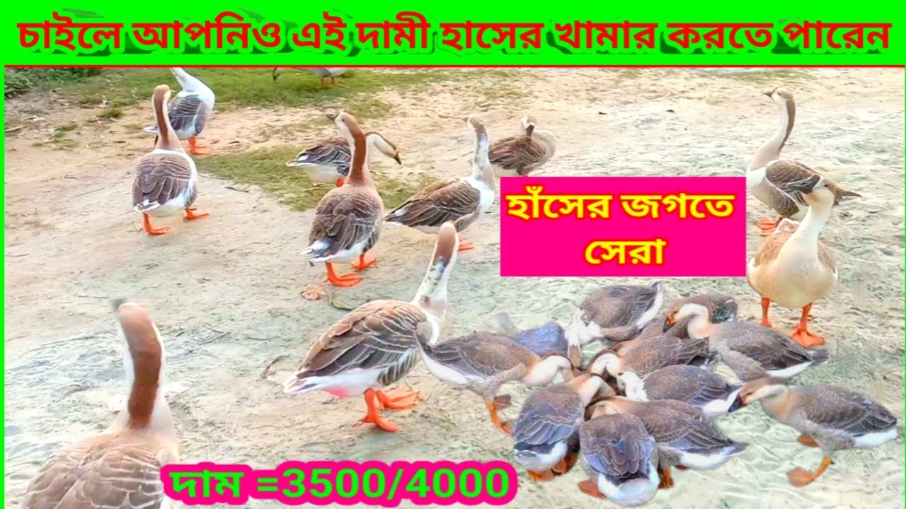 duck farming in bangladesh হাসের খামার বাংলাদেশ - YouTube