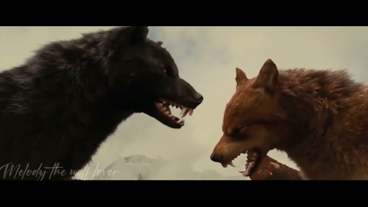 Twilight wolves-ashes - YouTube