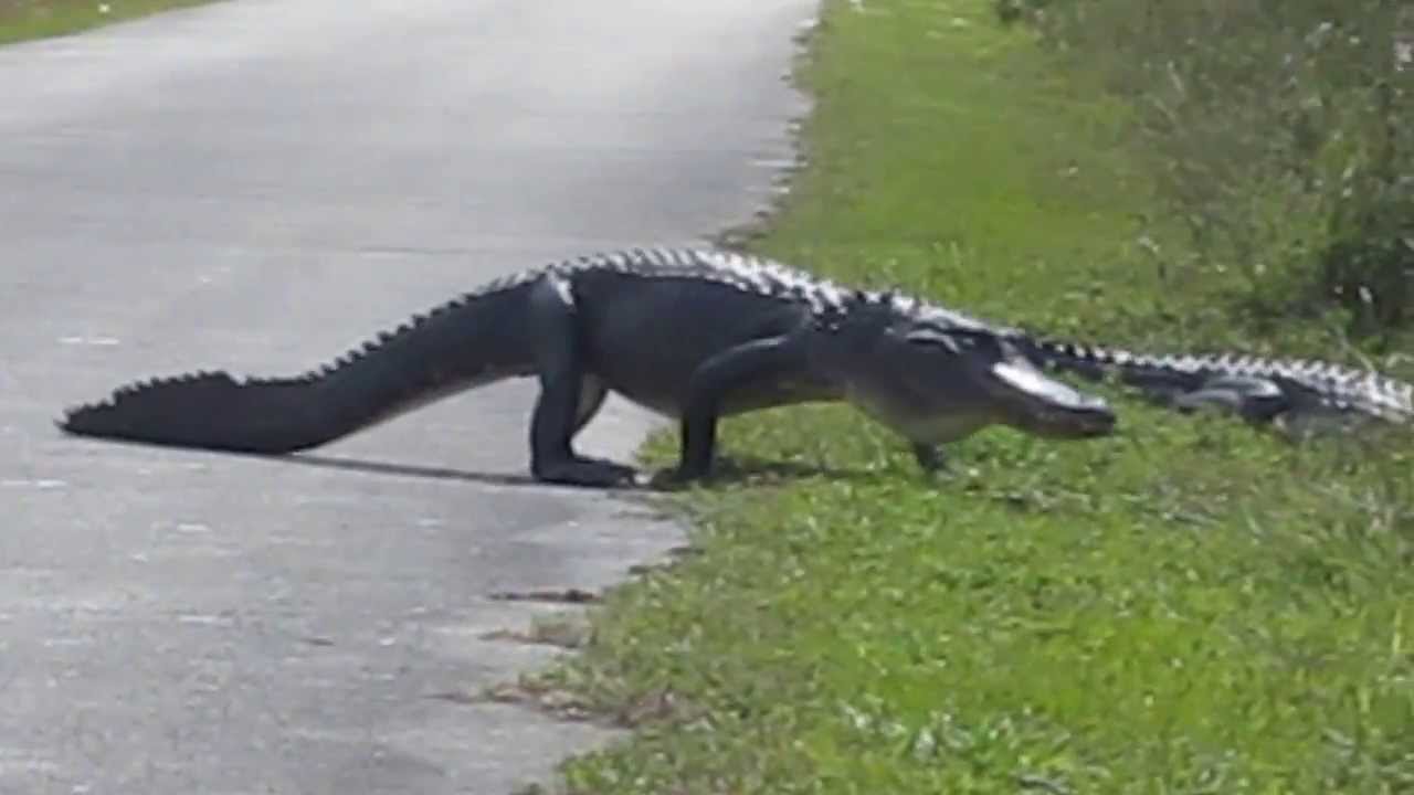 Alligator Walking - YouTube