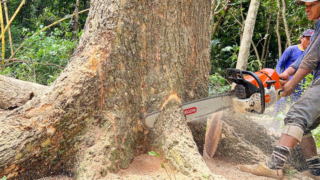 Excellent !! Big tall trembesi tree felling, Stihl ms 881. - YouTube