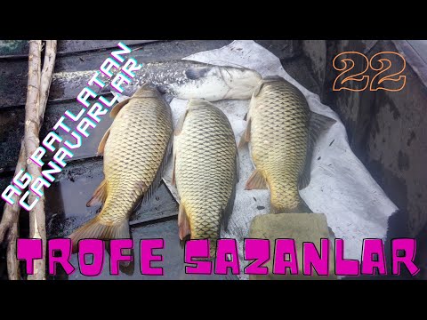 YAYIN AVI-SAZAN AVİ-YAYIN BALIĞI HOW TO DEFINE FISH (stale) and (fresh)