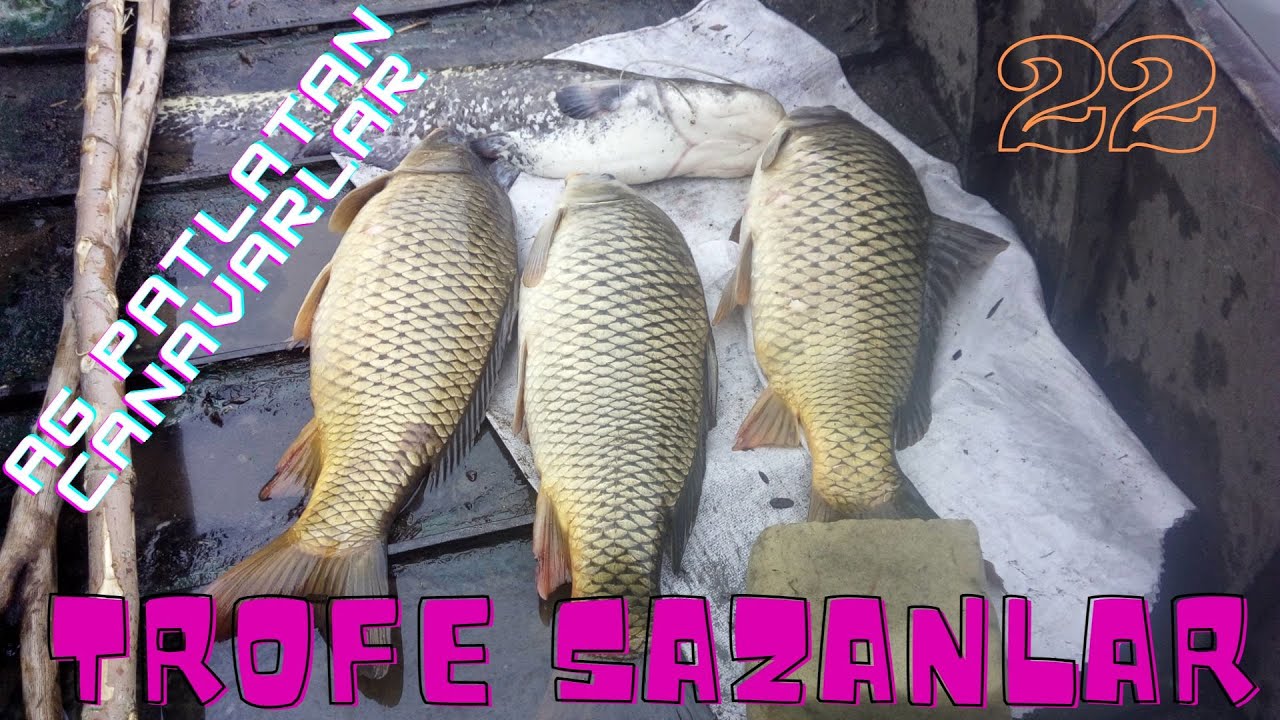 YAYIN AVI-SAZAN AVİ-YAYIN BALIĞI HOW TO DEFINE FISH (stale) and (fresh ...
