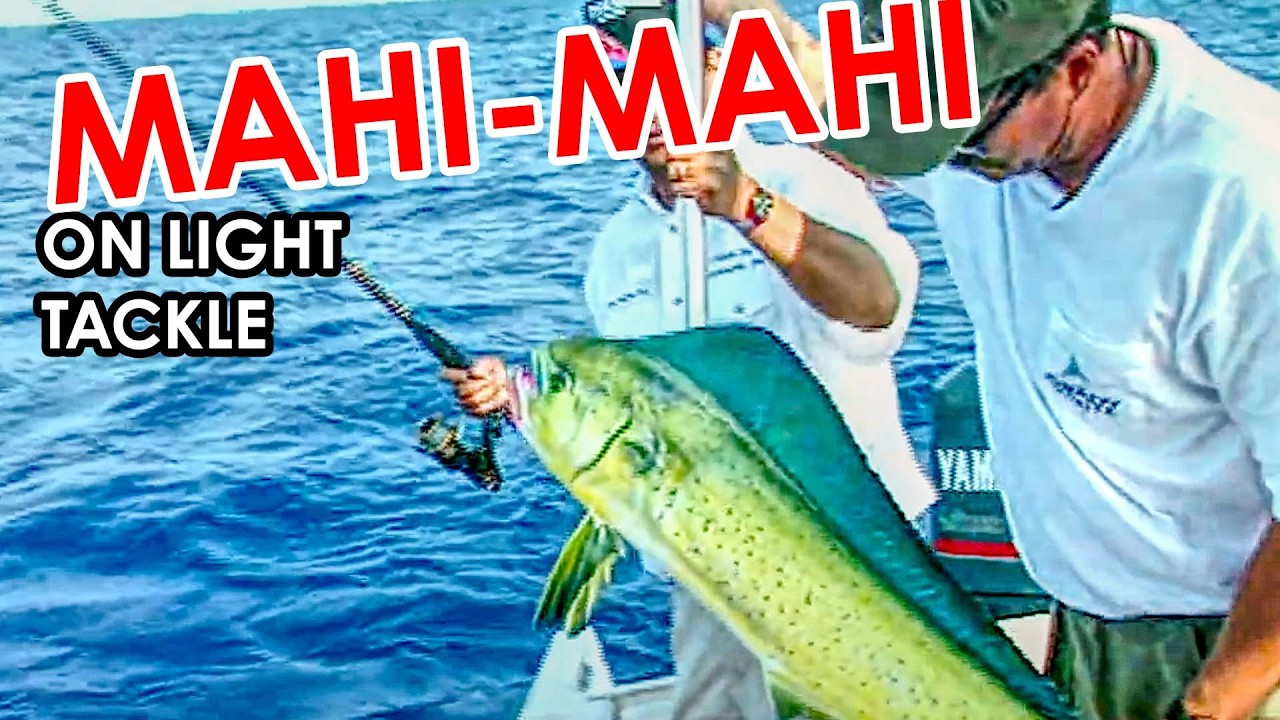 The Ultimate Guide to Mahi Mahi Fishing with Light Tackle - YouTube