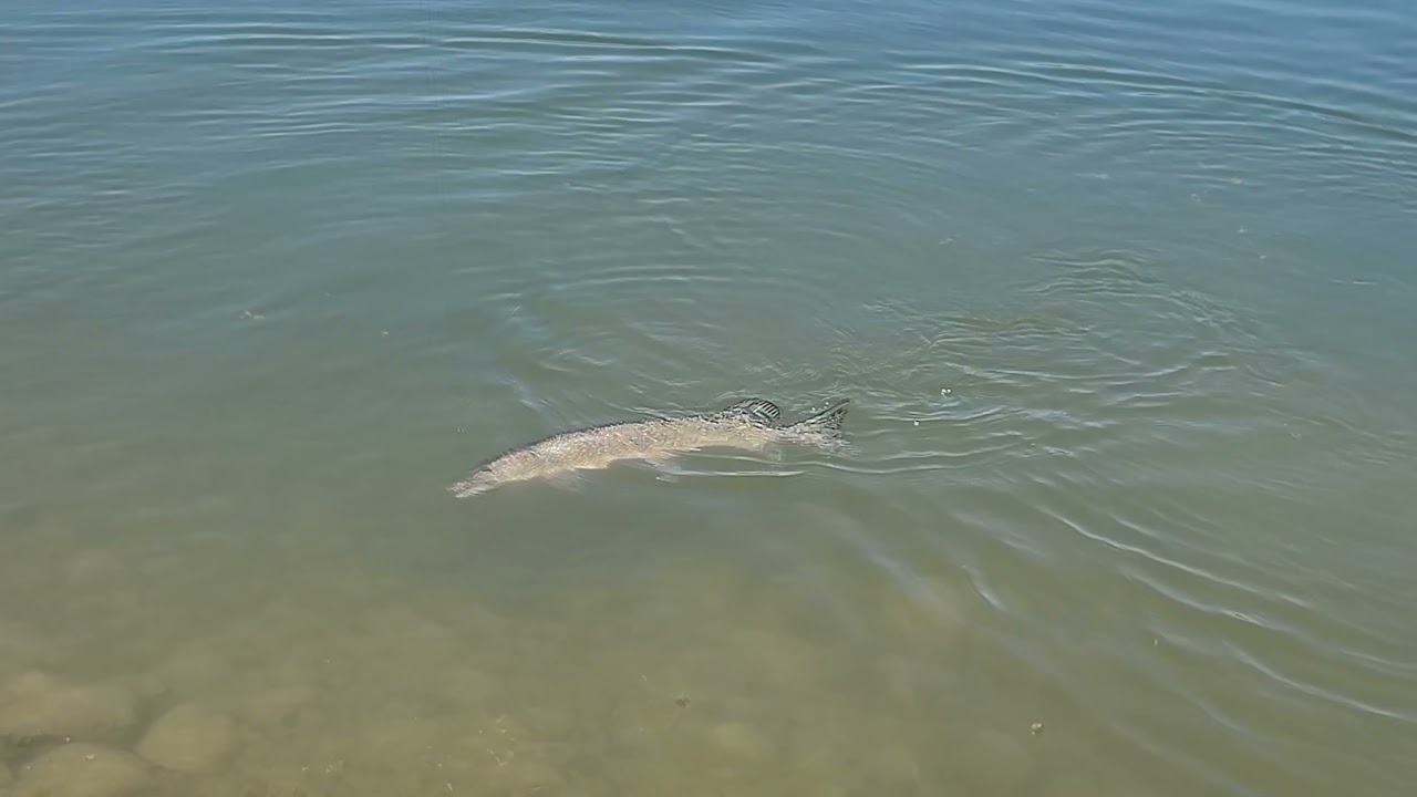 DICKSON DAM AB, PIKE CATCH AND COOK JUNE 2021 - YouTube