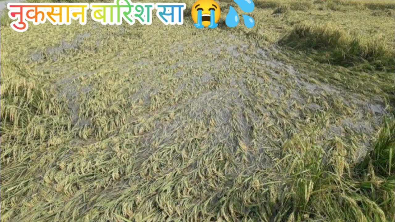 😔😔barish 💦💦se hua kishan ka Bhari nuksan dhaan ki fasal nuksan hua hai ...