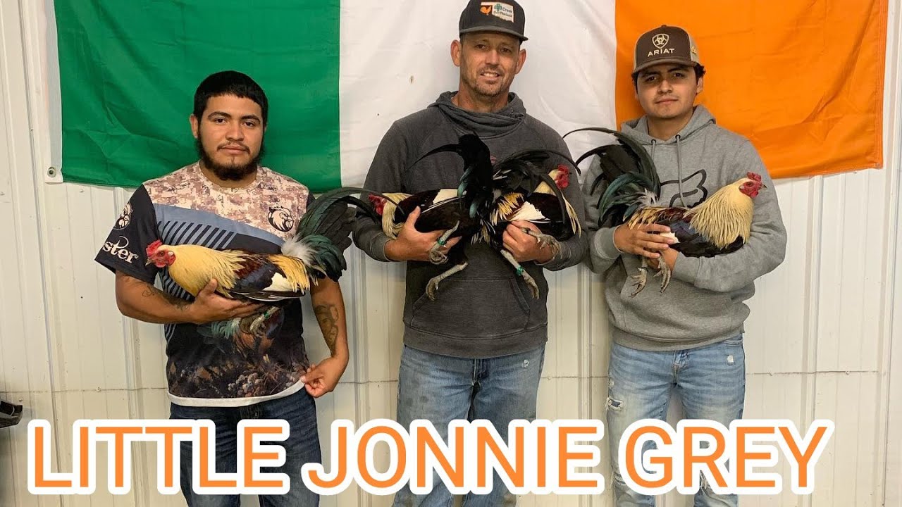 Little Jonnie Grey Penny Lacy Roundhead Clover Creek Farm Oklahoma ...