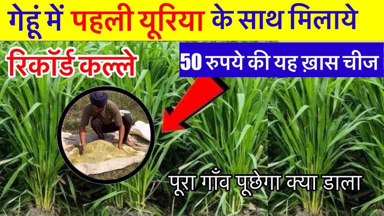 गेहू में पहली यूरिया के साथ मिलाये यह 50 रुपय की चीज़ आयेगे रिकॉर्ड