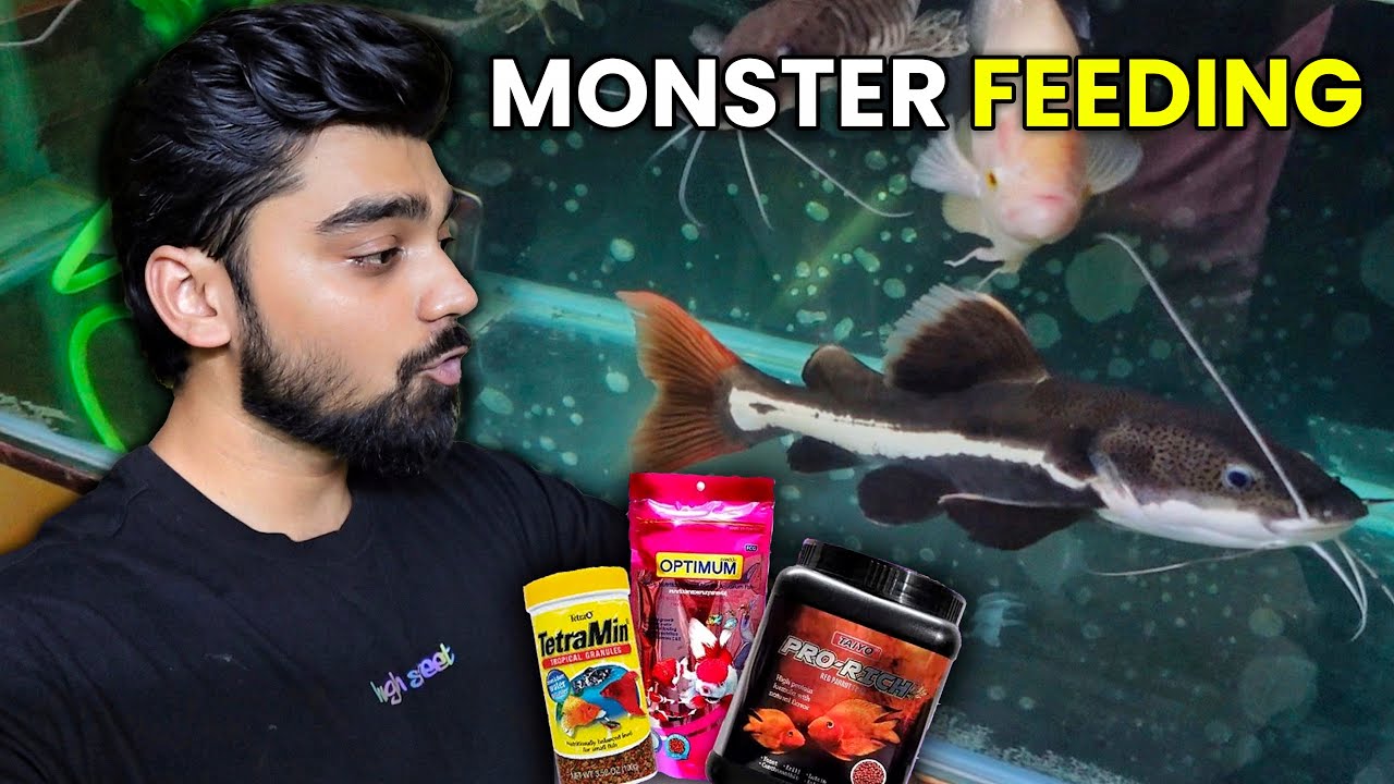 Feeding My MONSTER TANK!! (They WENT INSANE) - YouTube