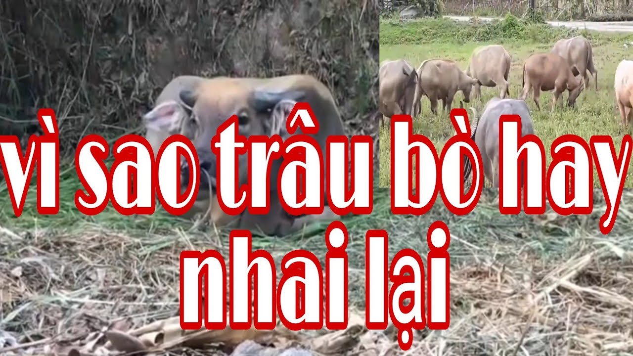 Vì sao trâu,bò hay nằm nhai lại - YouTube
