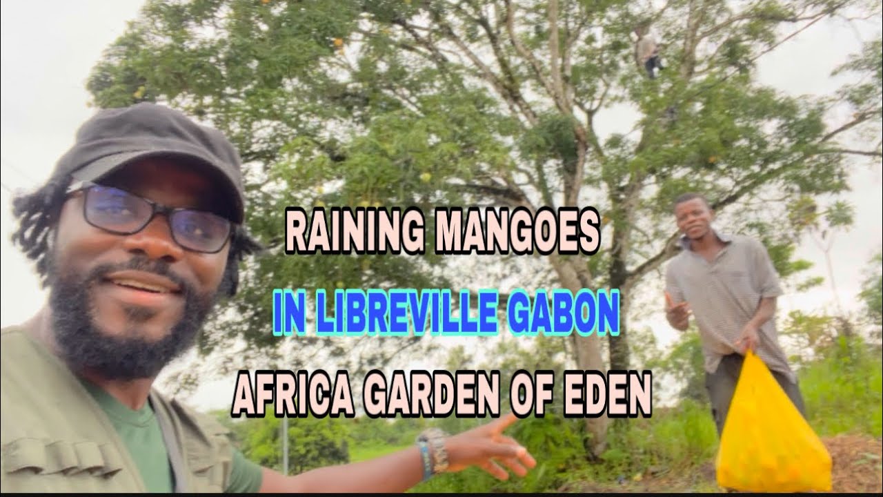 MANGO RAIN | UNE PLUIE DES MANGUES IN MAKWENGUÉ 1ER CAMPEMENT AKANDA ...