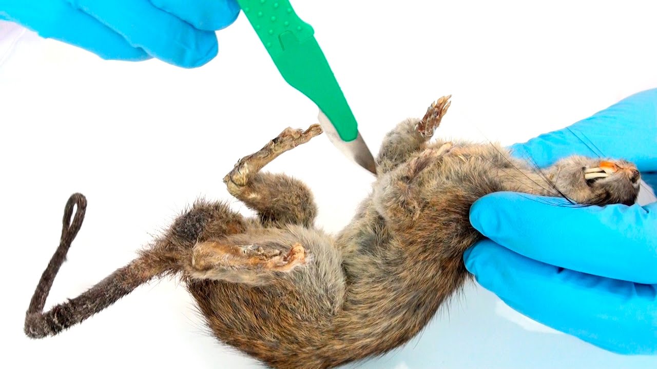 Qué Hay Dentro de una rata disecada? - YouTube