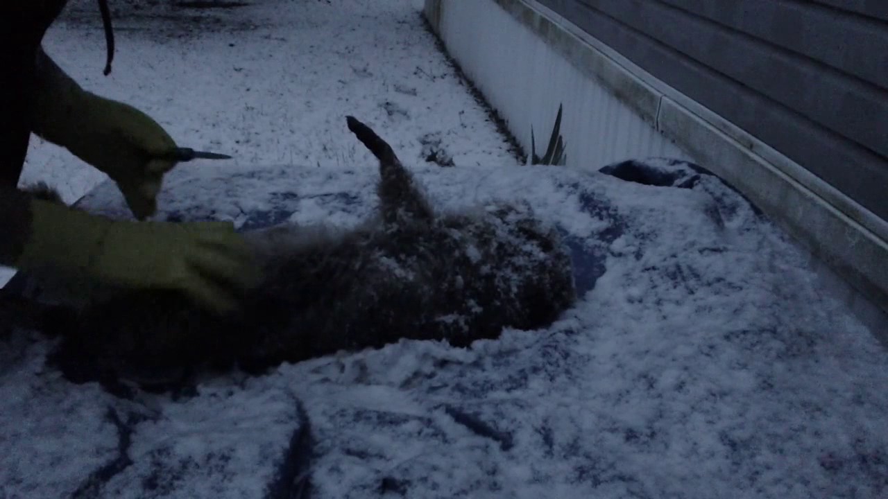 WARNING !!! Skinning A Raccoon - YouTube