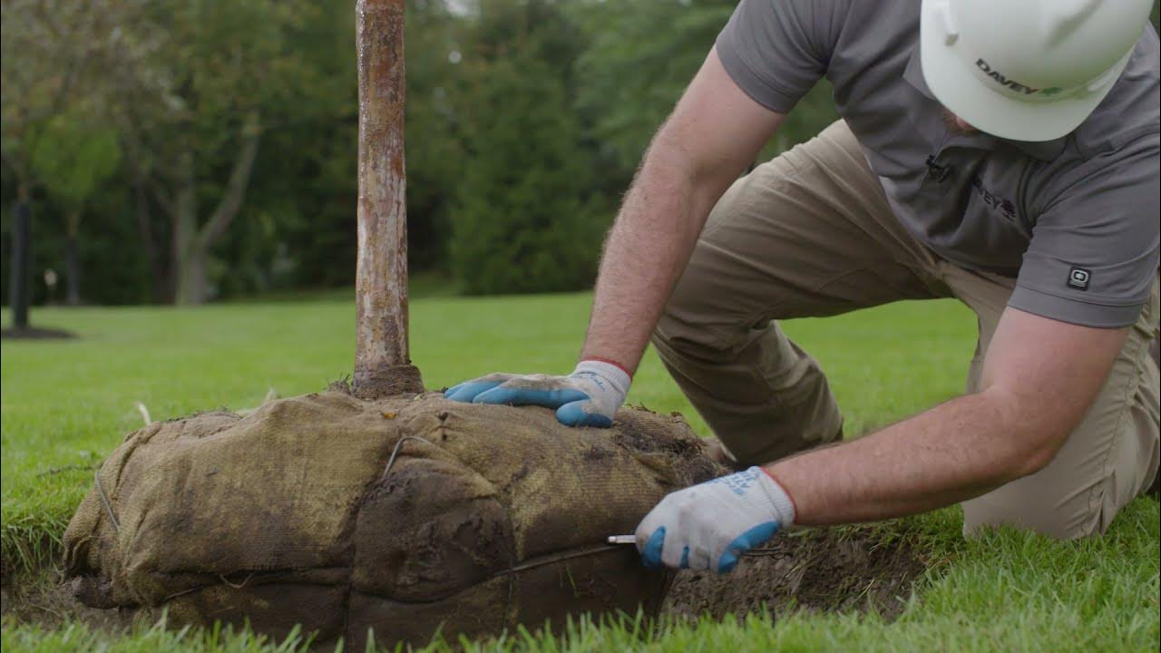 How to Plant a Tree: Part 1 Planting Your Tree the Right Way - YouTube