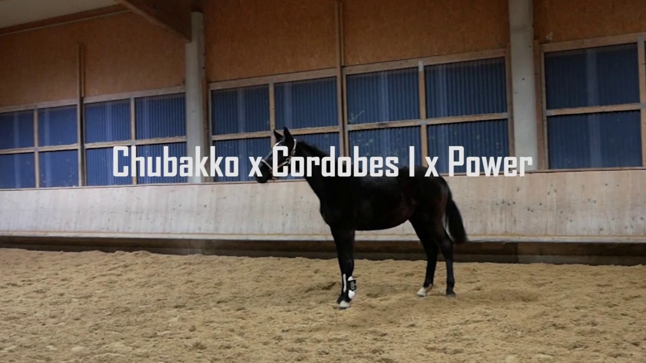 Chubara | Stute | Chubakko x Cordobes I x Power - YouTube