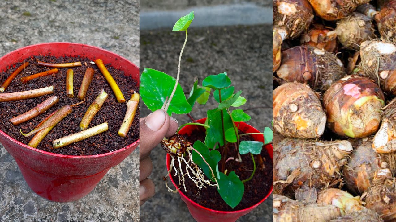 Grow a taro Plant from cuttings || Easy step-by-step guide! - YouTube