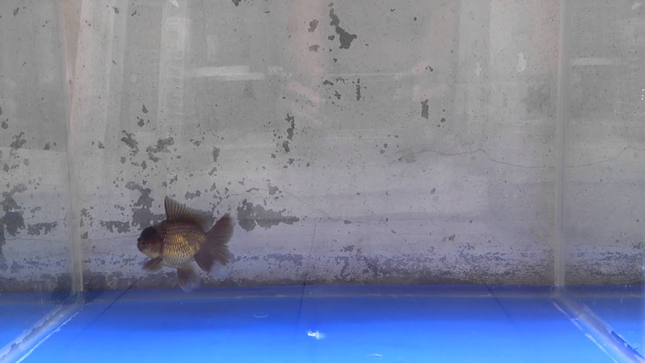 Oranda jr 1 - YouTube