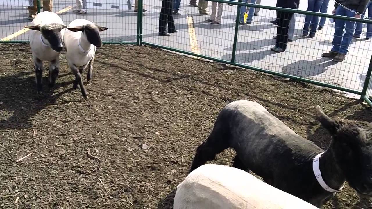 LLC 2014 Weather Dam Lambs - YouTube