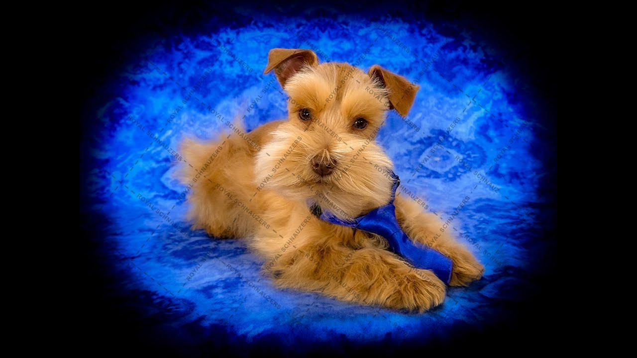 RoyalSchnauzers Toy AKC Miniature Schnauzer Puppies Red Wheaten #dog # ...