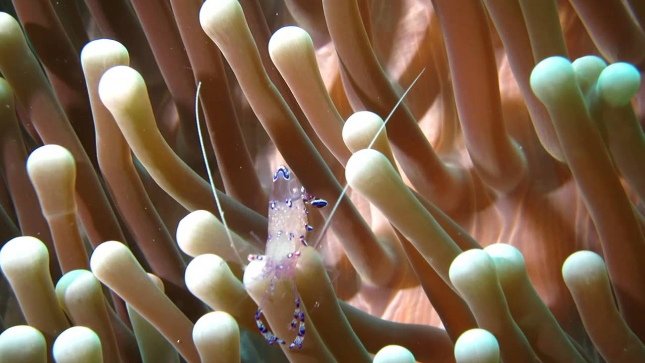 14 ADVENTURES UNDERWATER Broken Back Shrimp - YouTube