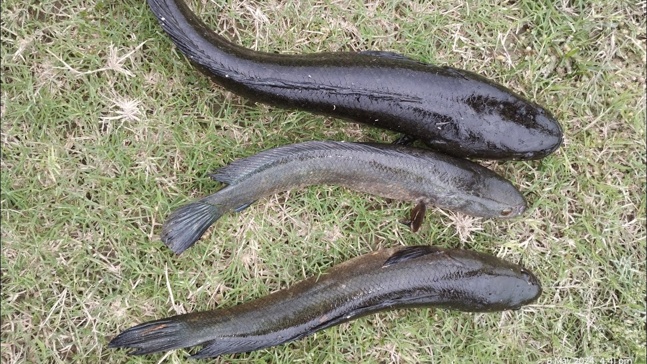snakehead fish video amazing fishing video frog attack maral maslli ...