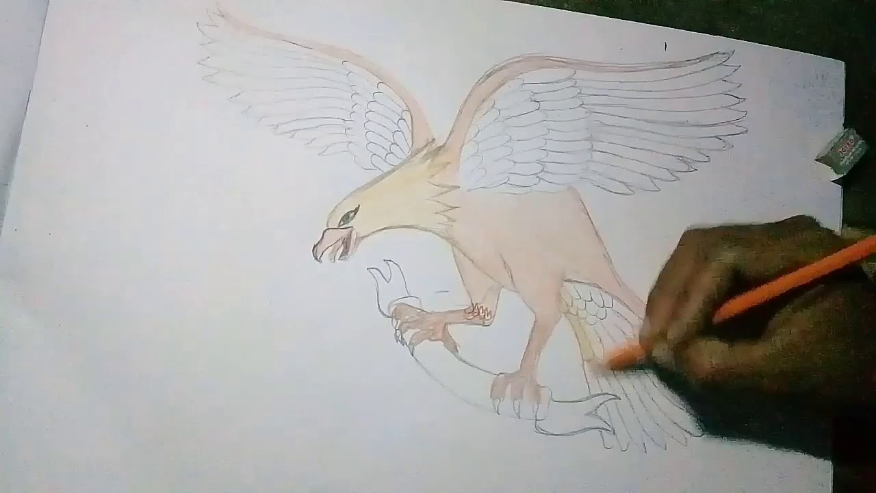draw with tari:menggambar burung elang - YouTube