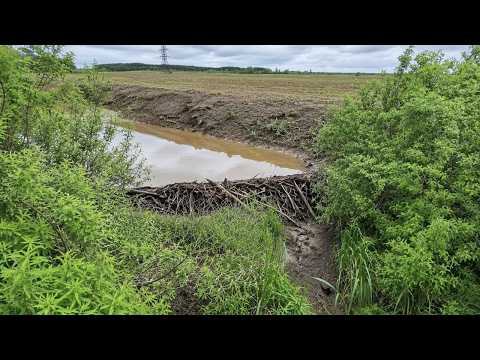This Beaver Dam Blocked an Entire Drainage Canal—So We Removed It