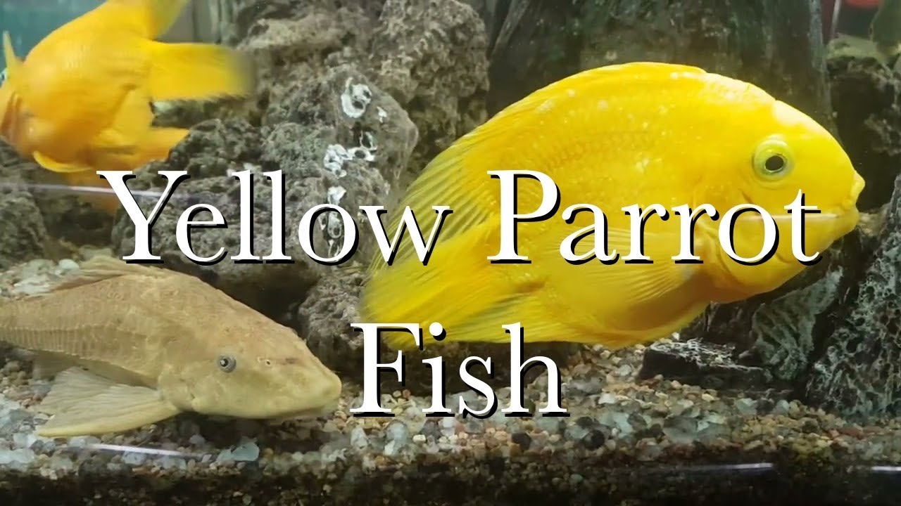 Yellow Parrot Fish In T3 Delhi Airport Aquarium Subscribe🔔Support👍 ...