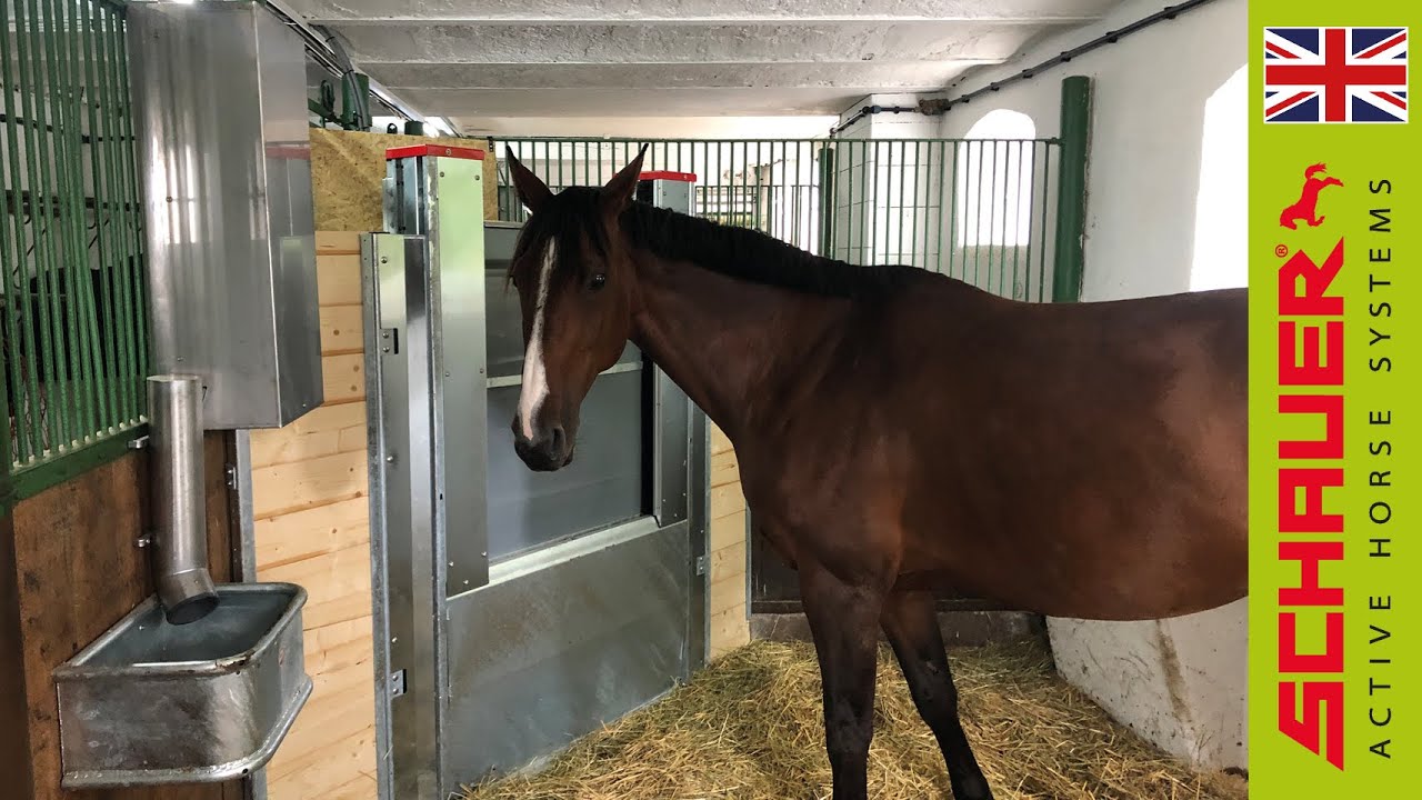 Automatic box feeding in the horse box stable! - YouTube