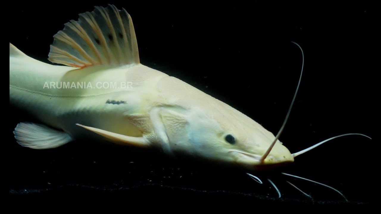 Platinum Redtail Catfish - Dilma the Best!!! - YouTube
