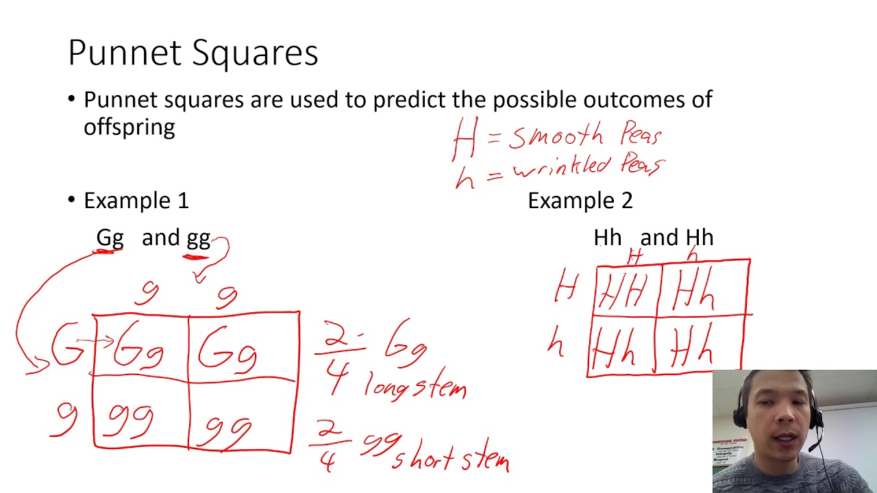 punnet squares science 10 - YouTube