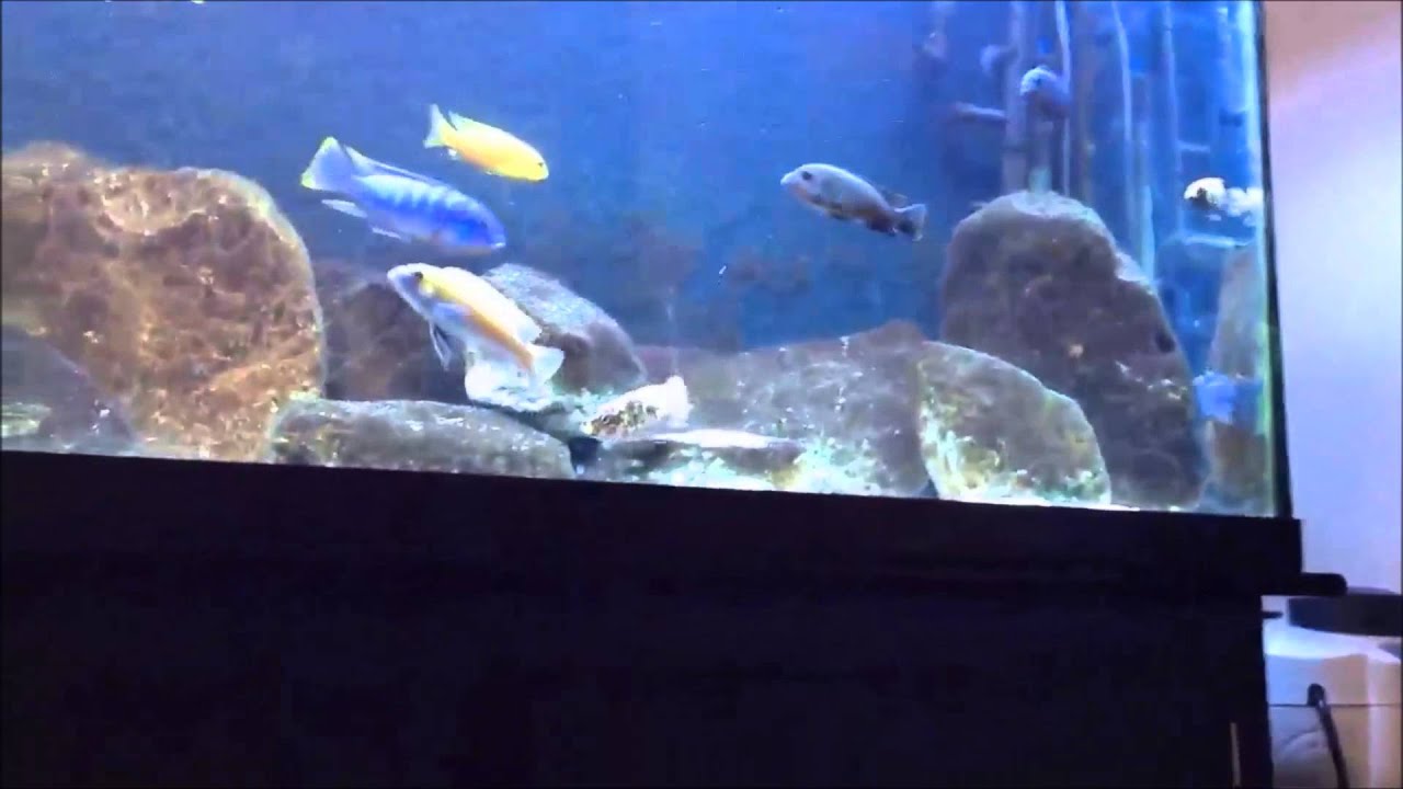 Wild Labeotropheus Trewavasae Lions Cove Showing Off - YouTube