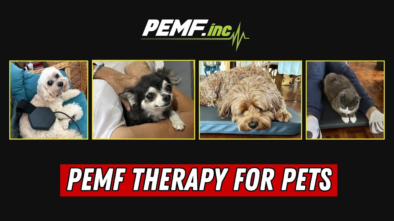 PEMF Therapy For Pets - YouTube
