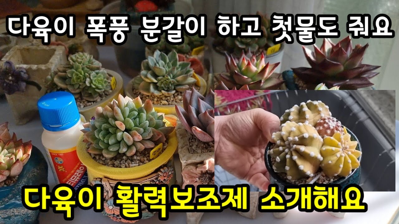 베란다 다육이 관리🌸분갈이한 다육이 첫물 주고 🚿제가 꾸준하게 쓰는 다육이 활력제 팁 드려요🪴물주기와 활력제 사용법
