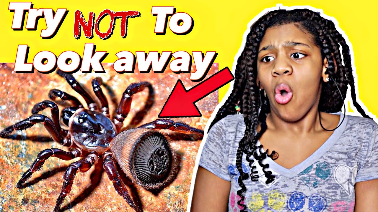Try not to look away! (challenge epic reaction) Must watch! - YouTube