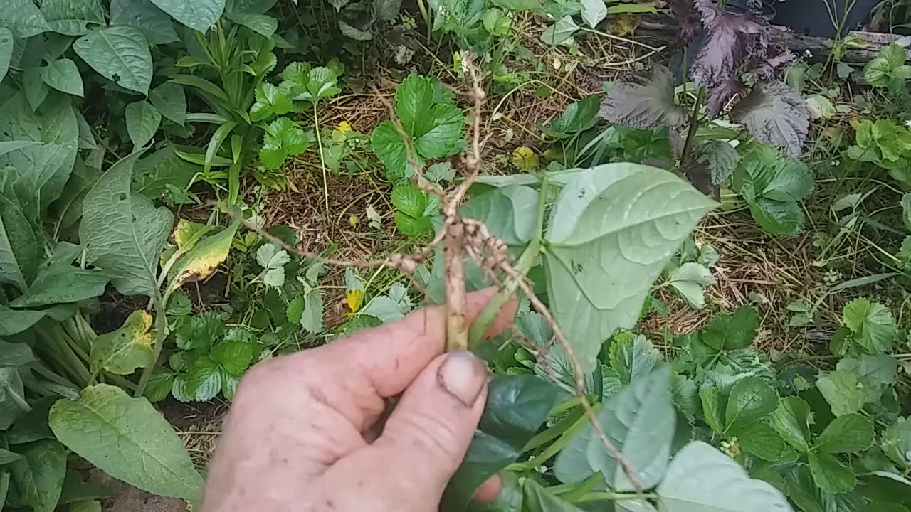 A look at the nodules on a cow pea root - YouTube