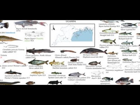 Lake Victoria basin (Uganda): Summary of photographic atlas of fish ...