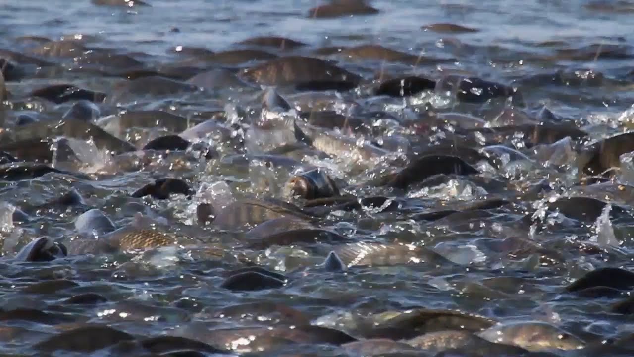 Tilapia brood-stock - YouTube