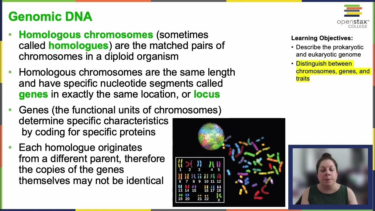 Openstax Concepts Of Biology Chapter 6 1 Youtube