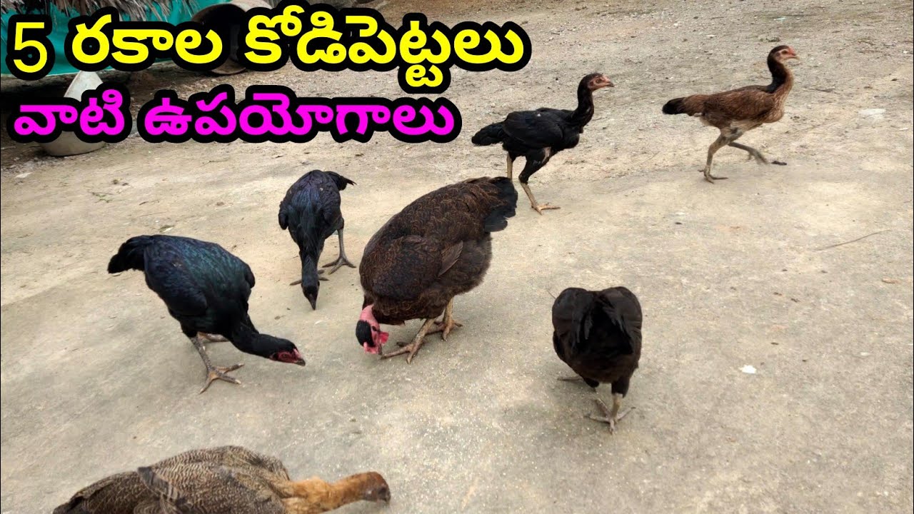 5 Different chicken breed hens and their benefits ...