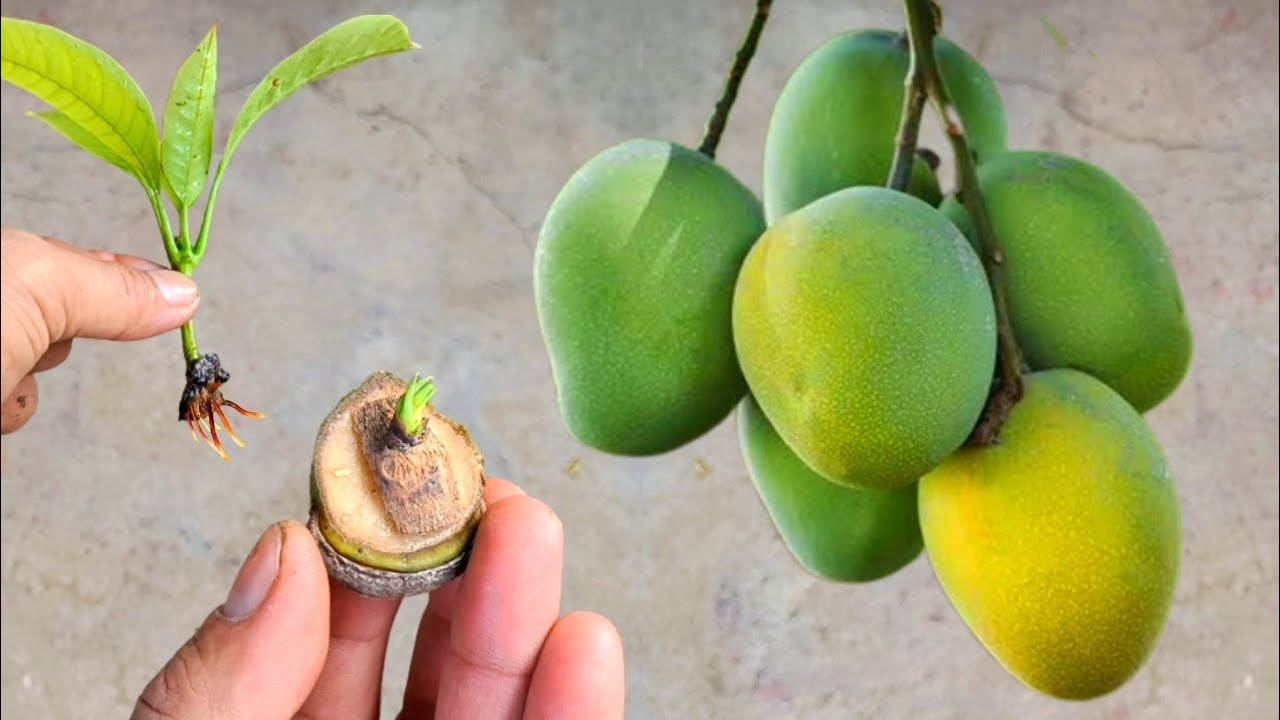 Best Natural Rooting Hormone| How To Grow Mango Trees With Skin - YouTube